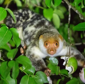 Common Spotted Cuscus | Cards, the Universe and Everything Wiki | Fandom