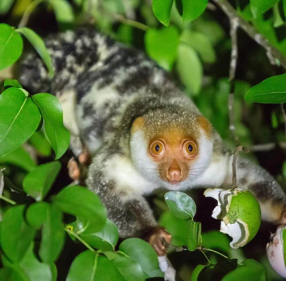 Common Spotted Cuscus | Cards, the Universe and Everything Wiki | Fandom