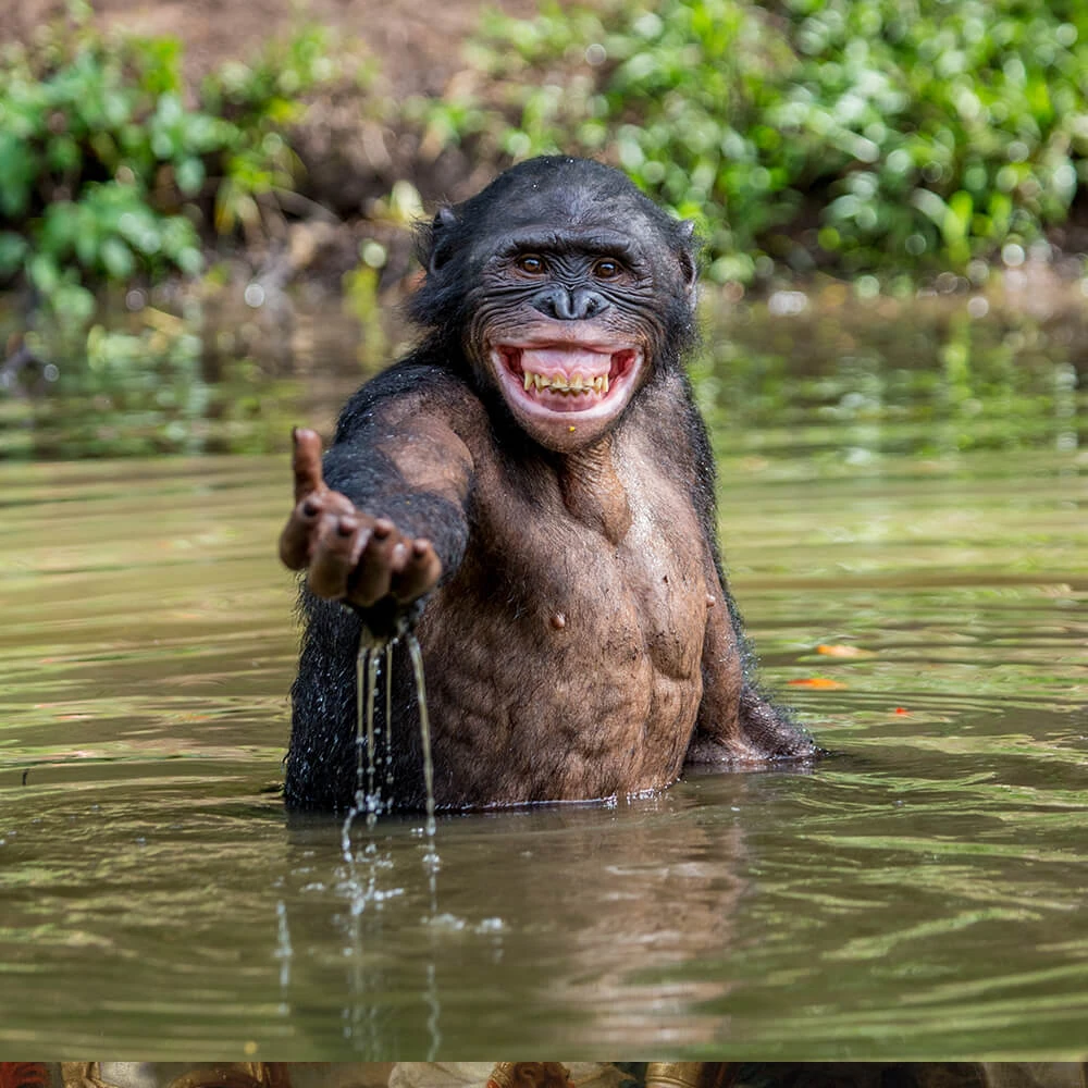 Bonobo | Cards, the Universe and Everything Wiki | Fandom