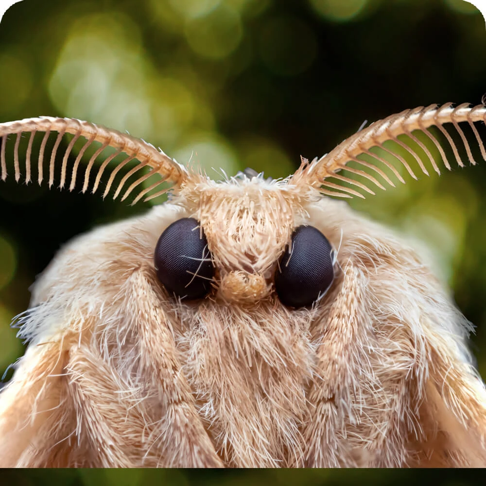 Poodle Moth | Cards, the Universe and Everything Wiki | Fandom