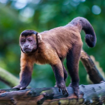 Tufted Capuchin | Cards, the Universe and Everything Wiki | Fandom