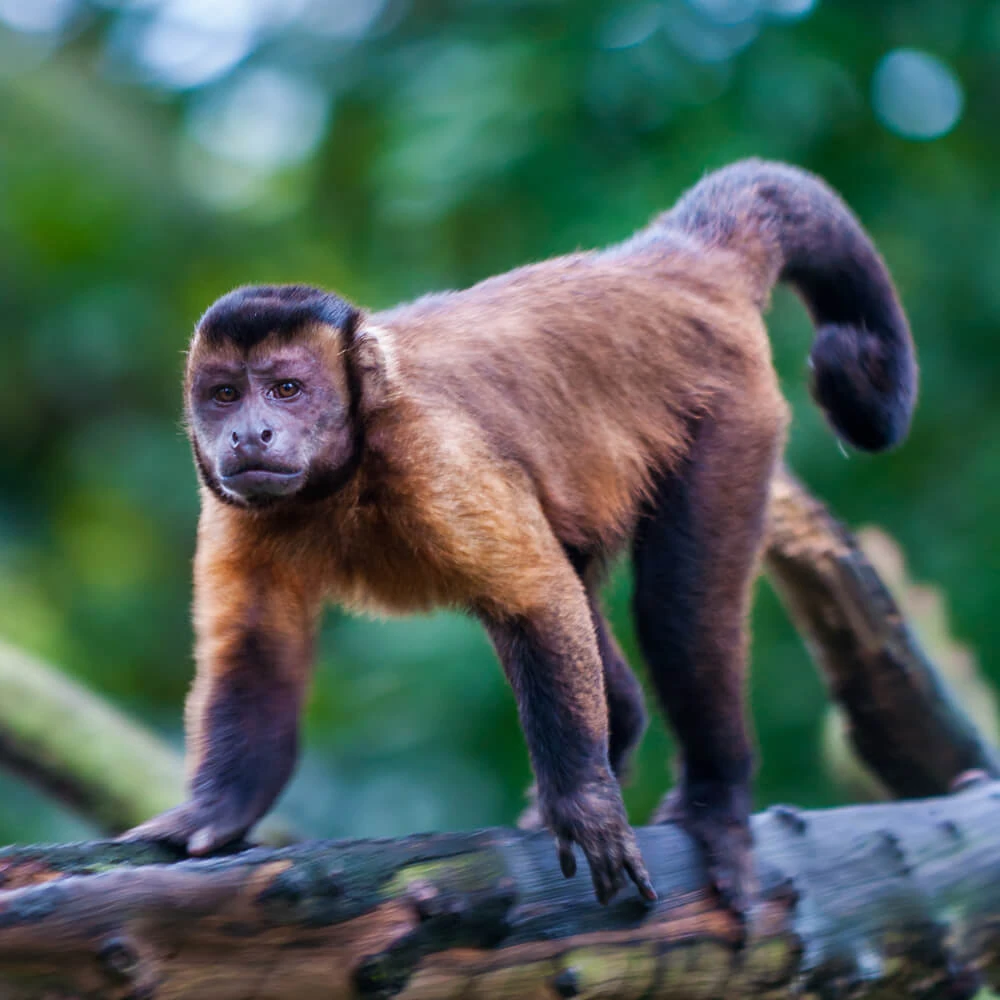 Tufted Capuchin | Cards, the Universe and Everything Wiki | Fandom
