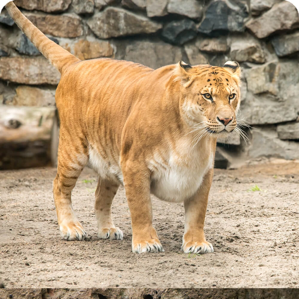 Liger | Cards, the Universe and Everything Wiki | Fandom