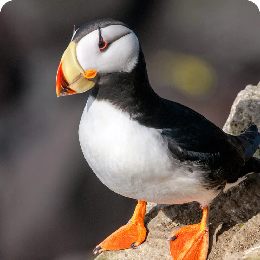 Horned Puffin | Cards, the Universe and Everything Wiki | Fandom