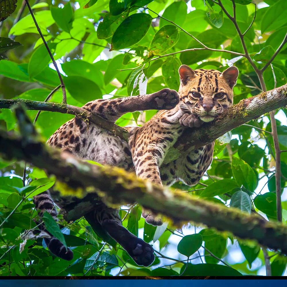 Margay | Cards, the Universe and Everything Wiki | Fandom