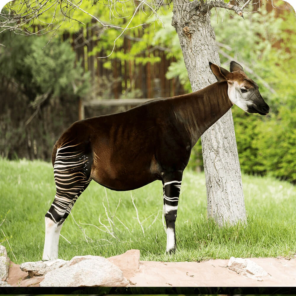 Okapi | Cards, the Universe and Everything Wiki | Fandom