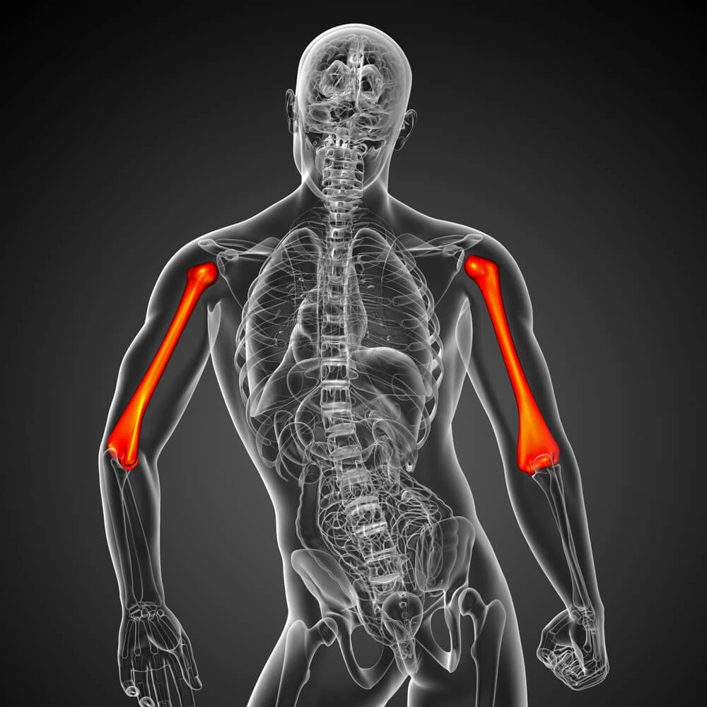 Humerus | Cards, the Universe and Everything Wiki | Fandom