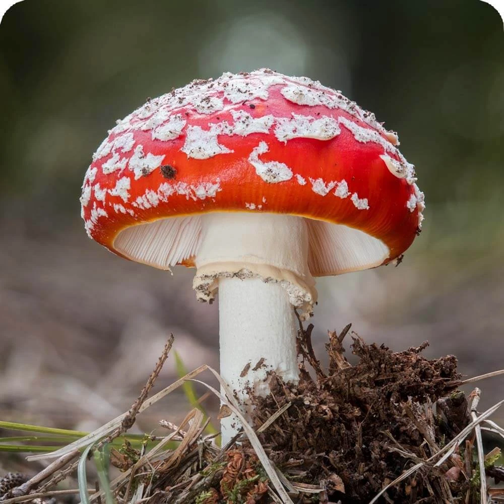 Fly Agaric | Cards, the Universe and Everything Wiki | Fandom