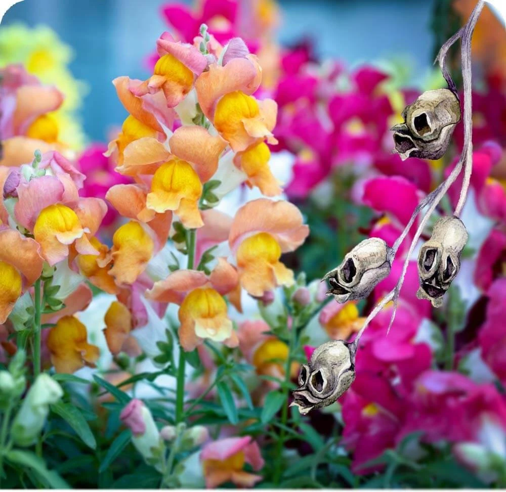 Snapdragon | Cards, the Universe and Everything Wiki | Fandom