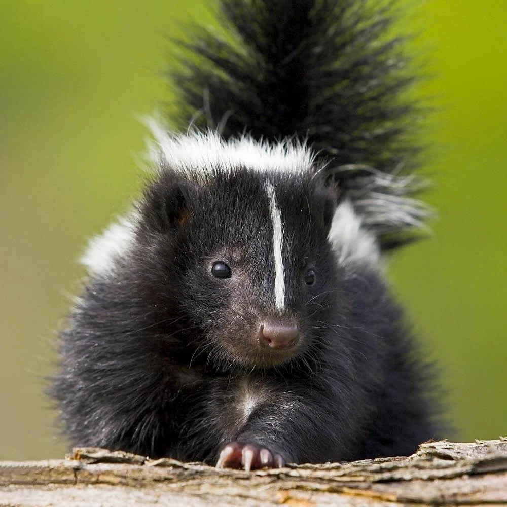 Striped Skunk | Cards, the Universe and Everything Wiki | Fandom