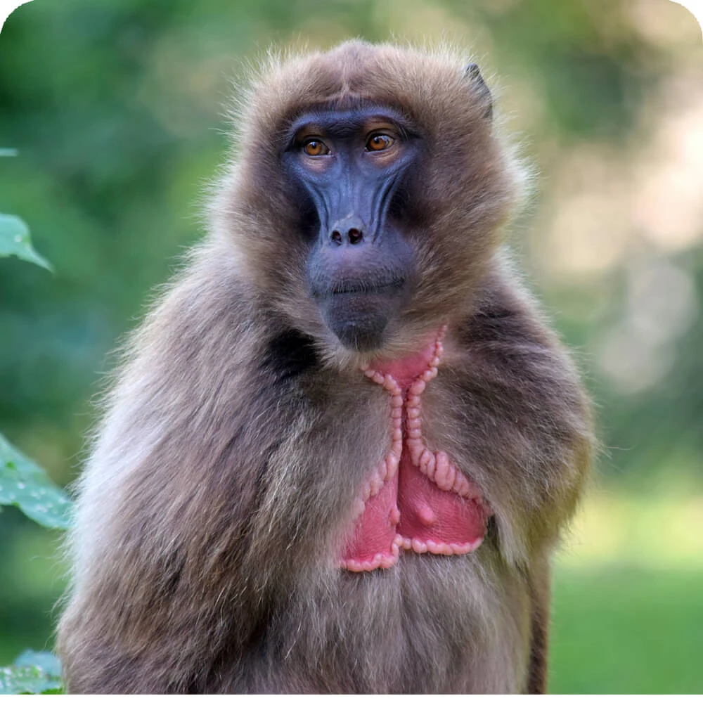 Gelada | Cards, the Universe and Everything Wiki | Fandom