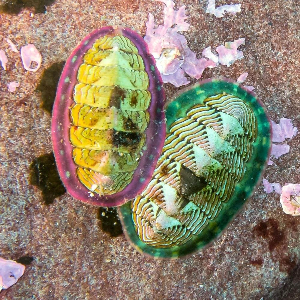 Lined Chiton | Cards, the Universe and Everything Wiki | Fandom