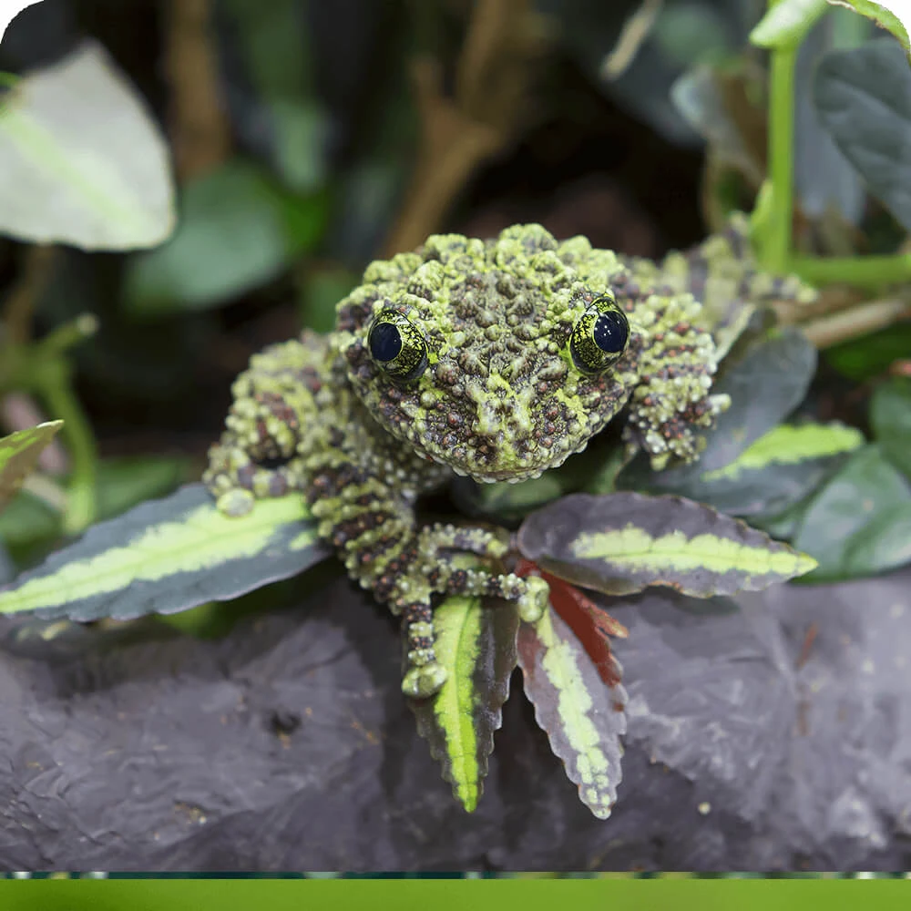 Mossy Frog | Cards, the Universe and Everything Wiki | Fandom