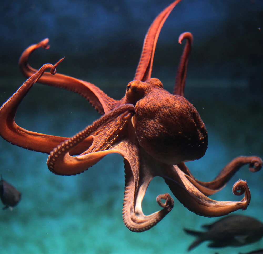 Common Octopus | Cards, the Universe and Everything Wiki | Fandom