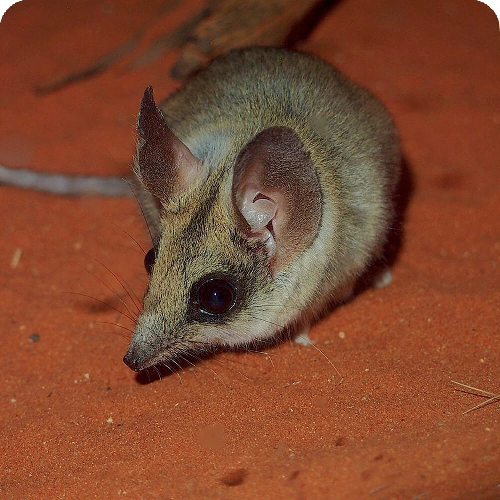 Kultarr | Cards, the Universe and Everything Wiki | Fandom