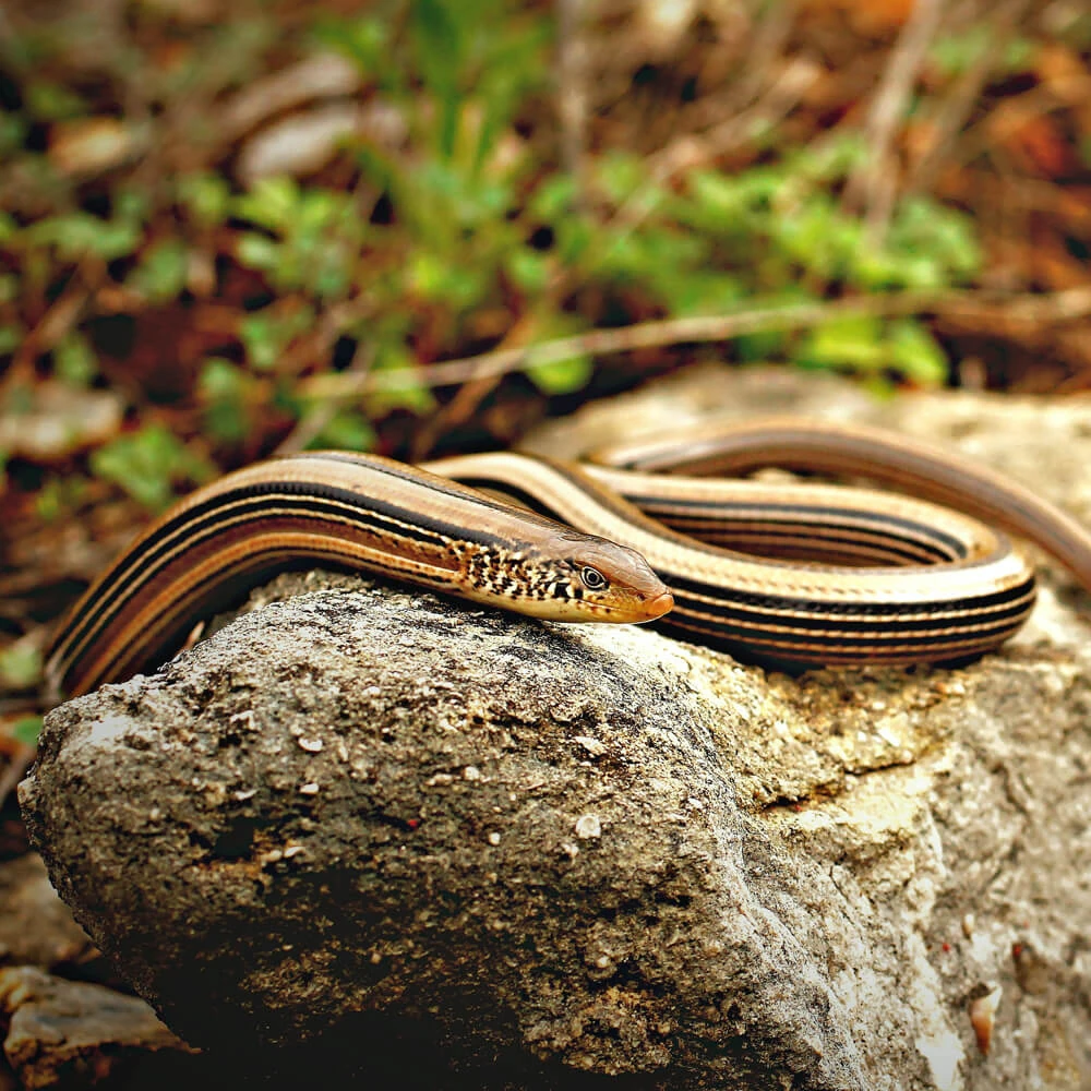 Slender Glass Lizard | Cards, the Universe and Everything Wiki | Fandom