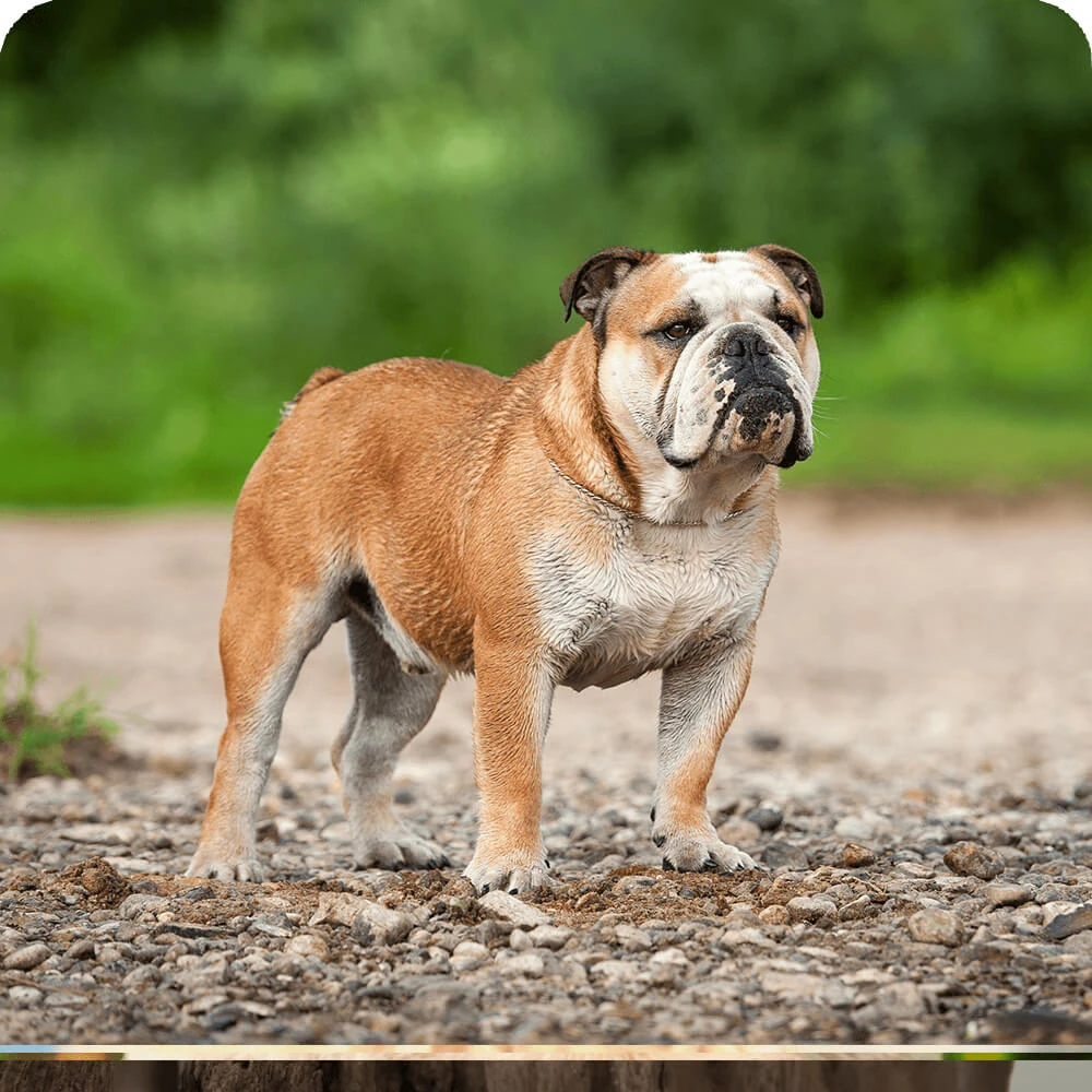 English Bulldog | Cards, the Universe and Everything Wiki | Fandom