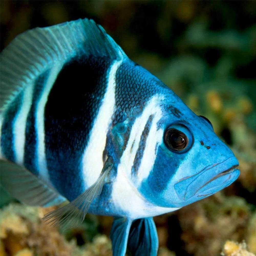 Indigo Hamlet | Cards, the Universe and Everything Wiki | Fandom