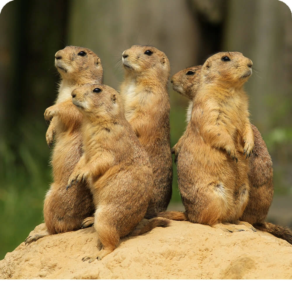 Prairie Dog | Cards, the Universe and Everything Wiki | Fandom