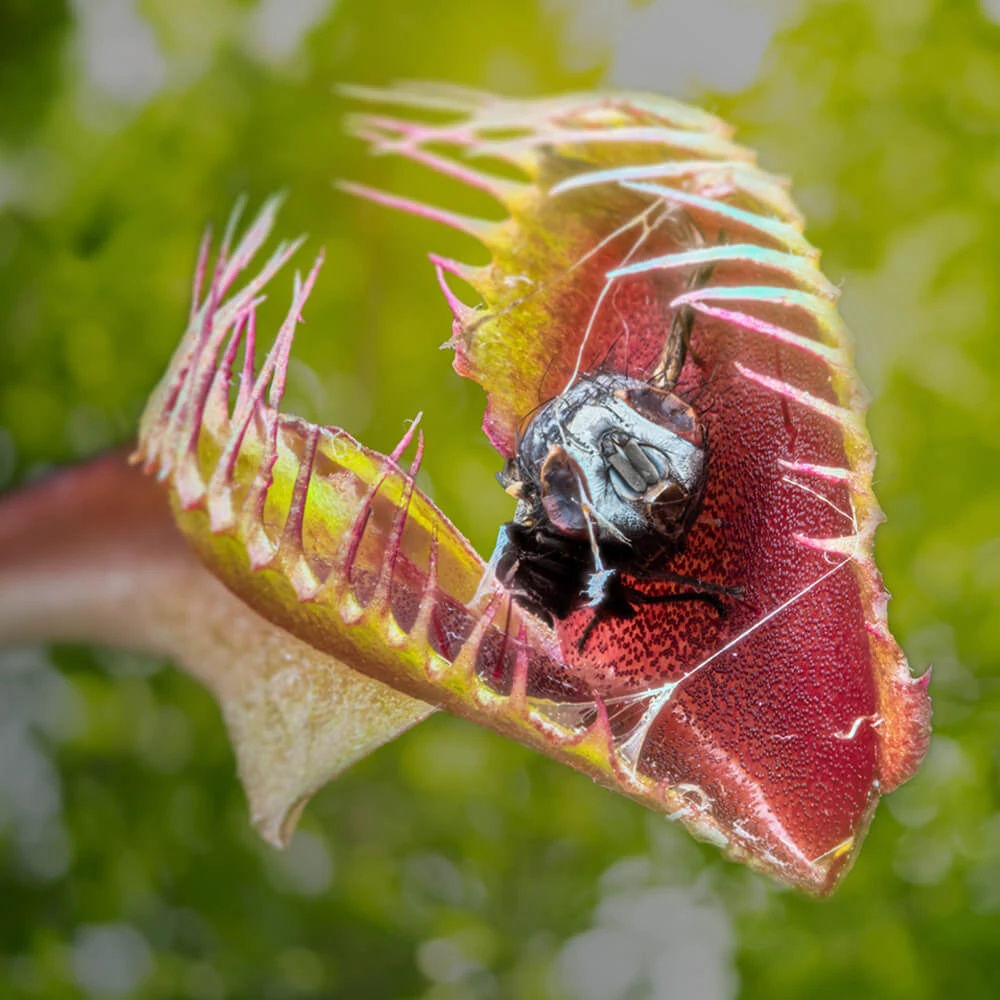 Venus Flytrap | Cards, the Universe and Everything Wiki | Fandom