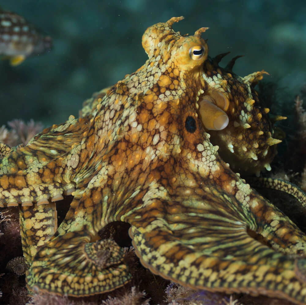 California Two-Spot Octopus | Cards, the Universe and Everything Wiki ...