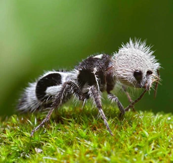 Panda Ant | Cards, the Universe and Everything Wiki | Fandom