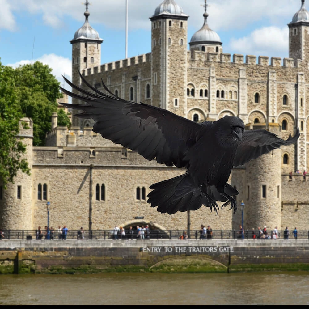 Raven | Cards, the Universe and Everything Wiki | Fandom