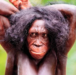 Australopithecus sediba | Cards, the Universe and Everything Wiki | Fandom