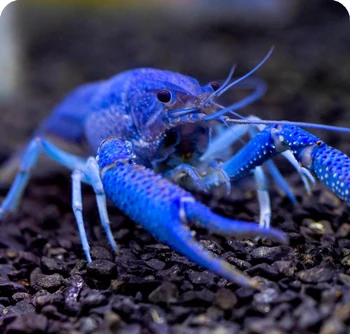 Blue Crayfish | Cards, the Universe and Everything Wiki | Fandom