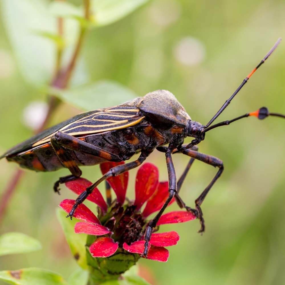 Kissing Bug Cards The Universe And Everything Wiki Fandom