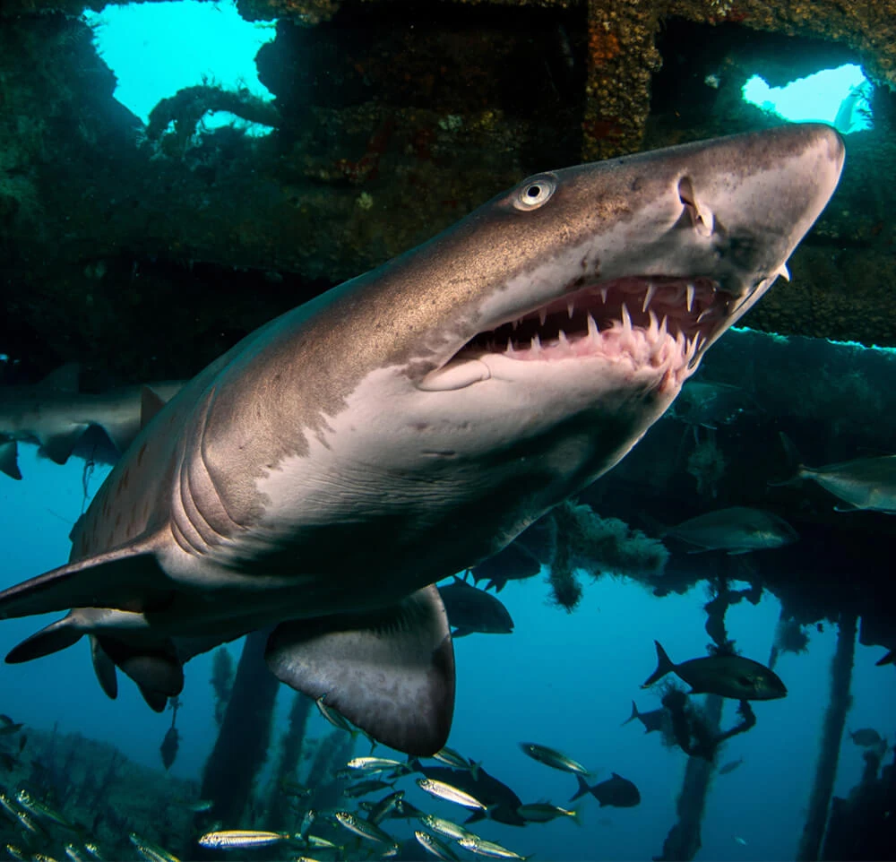 Sand Tiger Shark | Cards, the Universe and Everything Wiki | Fandom