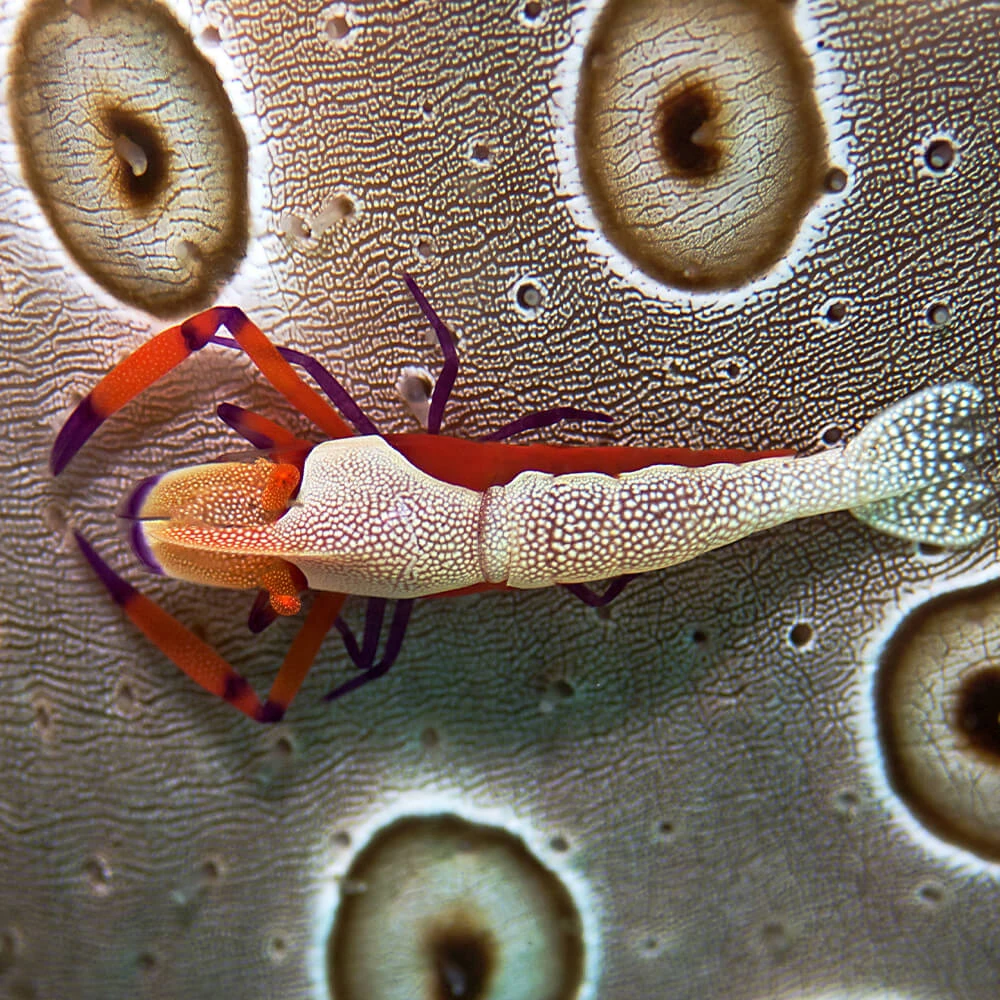 Emperor Shrimp | Cards, the Universe and Everything Wiki | Fandom