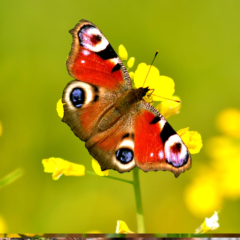 Peacock Butterfly | Cards, the Universe and Everything Wiki | Fandom