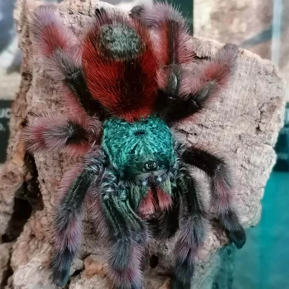 Caribena Versicolor | Cards, the Universe and Everything Wiki | Fandom