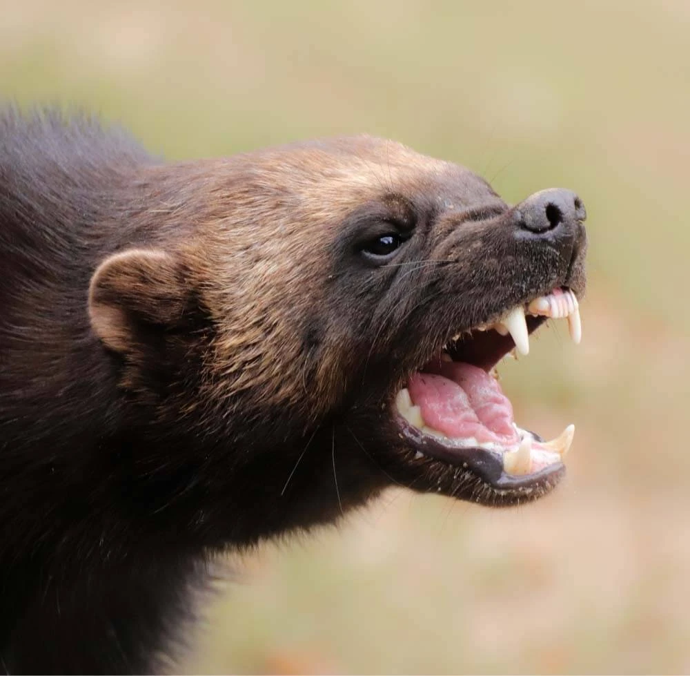 Wolverine | Cards, the Universe and Everything Wiki | Fandom