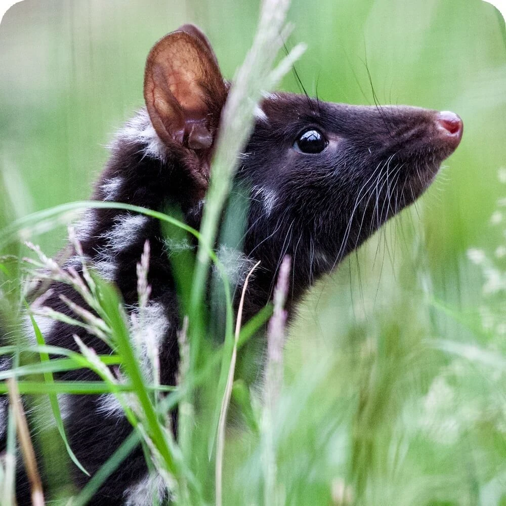 Eastern Quoll | Cards, the Universe and Everything Wiki | Fandom