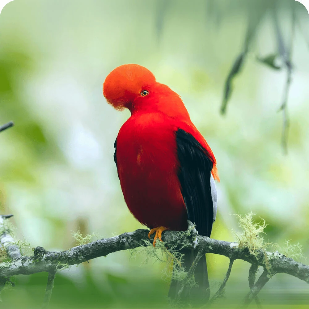 Tunki | Cards, the Universe and Everything Wiki | Fandom