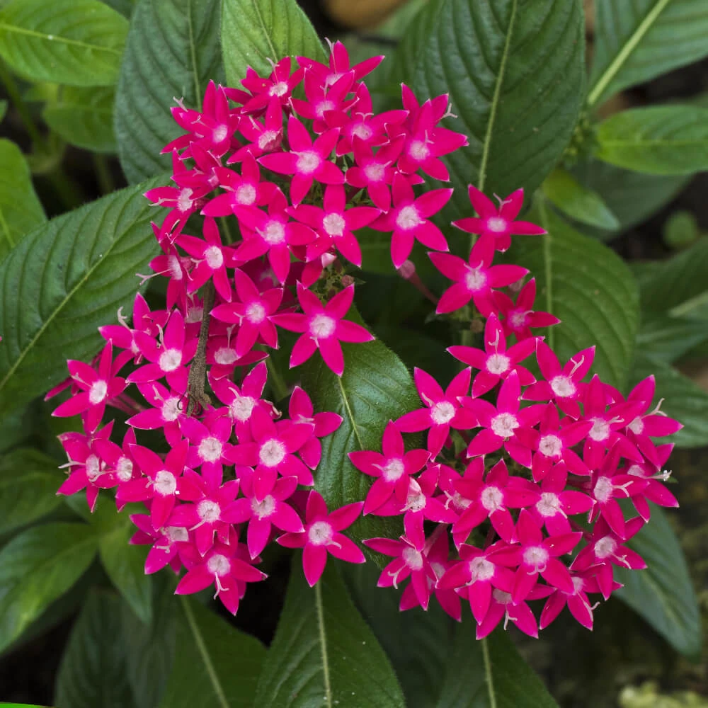 Pentas | Cards, the Universe and Everything Wiki | Fandom