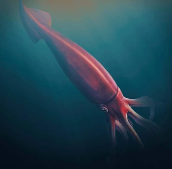Colossal Squid | Cards, the Universe and Everything Wiki | Fandom