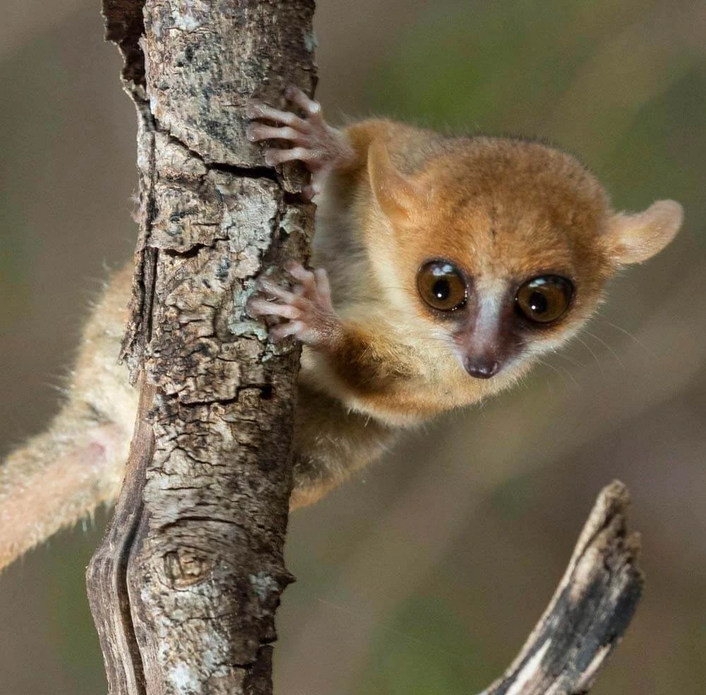 Madame Berthe's Mouse Lemur | Cards, the Universe and Everything Wiki ...