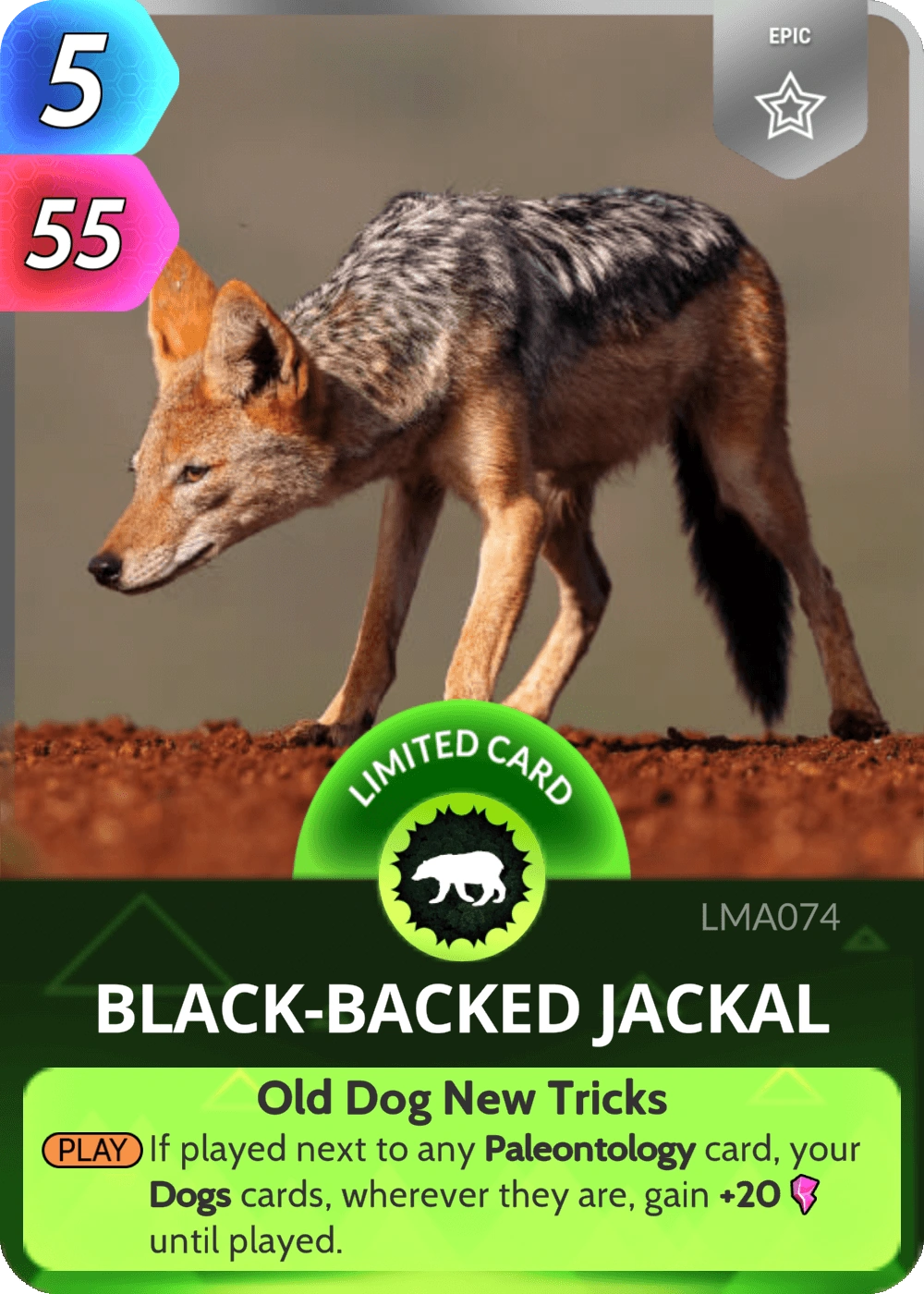 Black-Backed Jackal | Cards, the Universe and Everything Wiki | Fandom