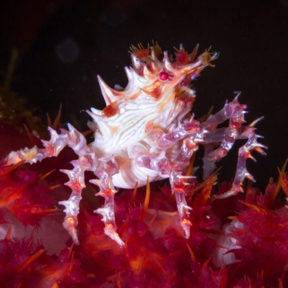 Candy Crab | Cards, the Universe and Everything Wiki | Fandom