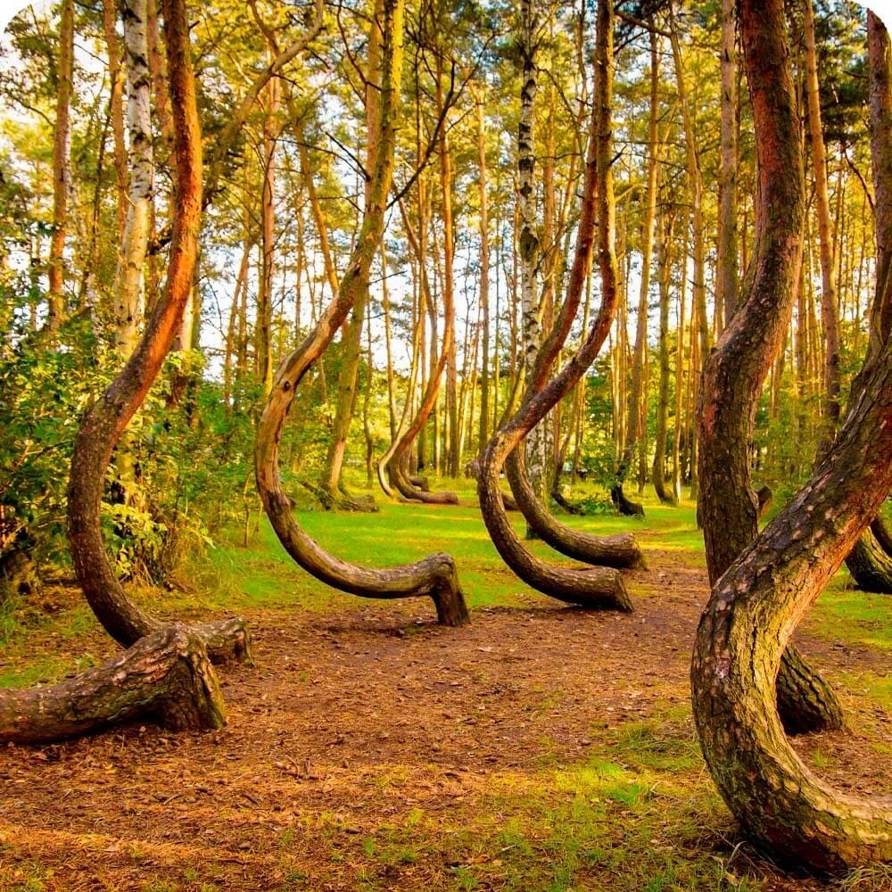 Crooked Forest | Cards, the Universe and Everything Wiki | Fandom