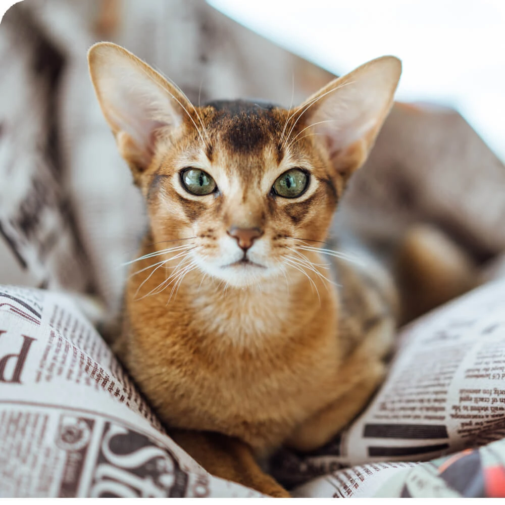 Abyssinian | Cards, the Universe and Everything Wiki | Fandom