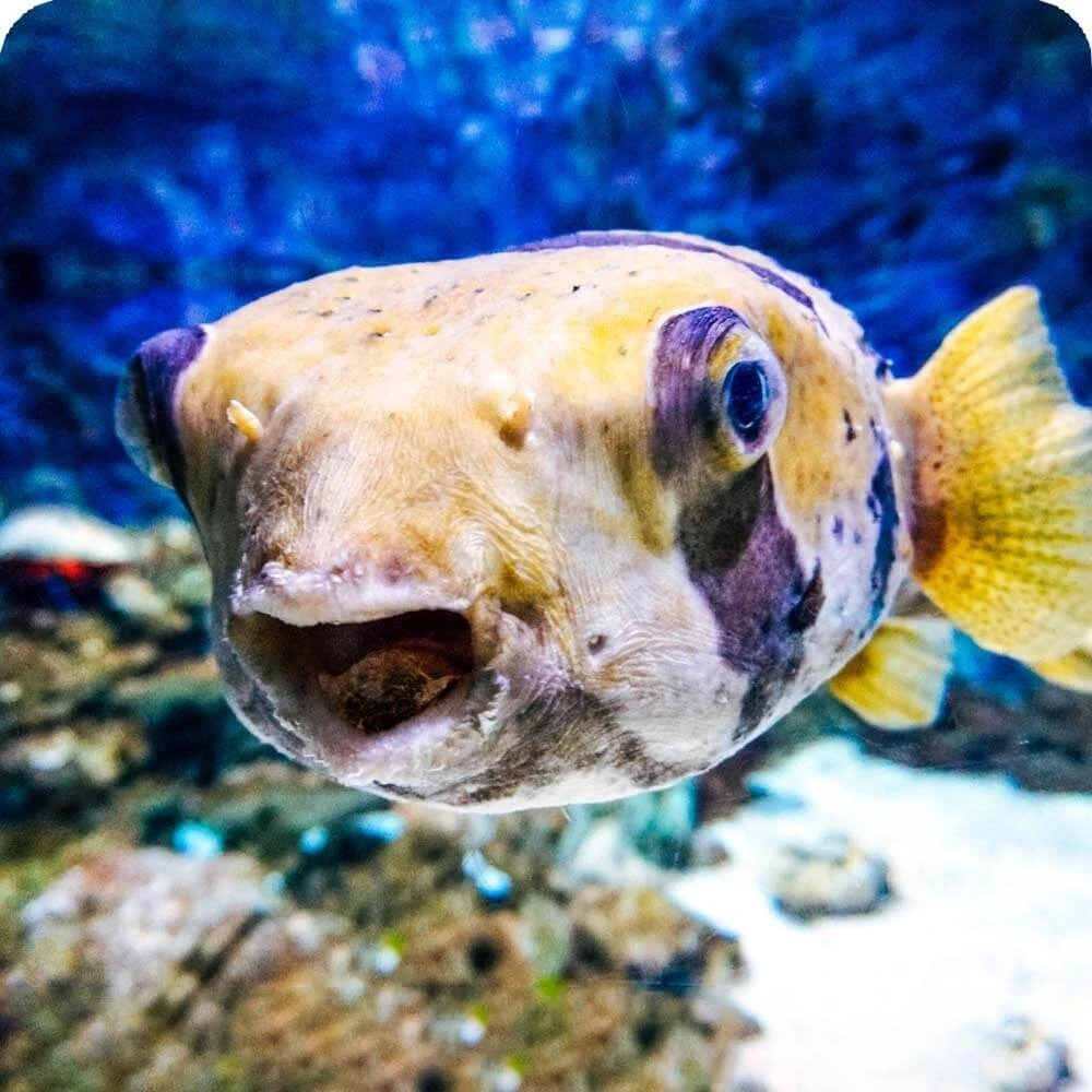 Fugu | Cards, the Universe and Everything Wiki | Fandom