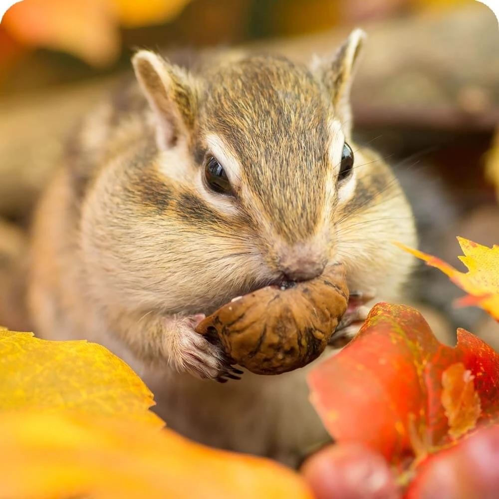Siberian Chipmunk | Cards, the Universe and Everything Wiki | Fandom