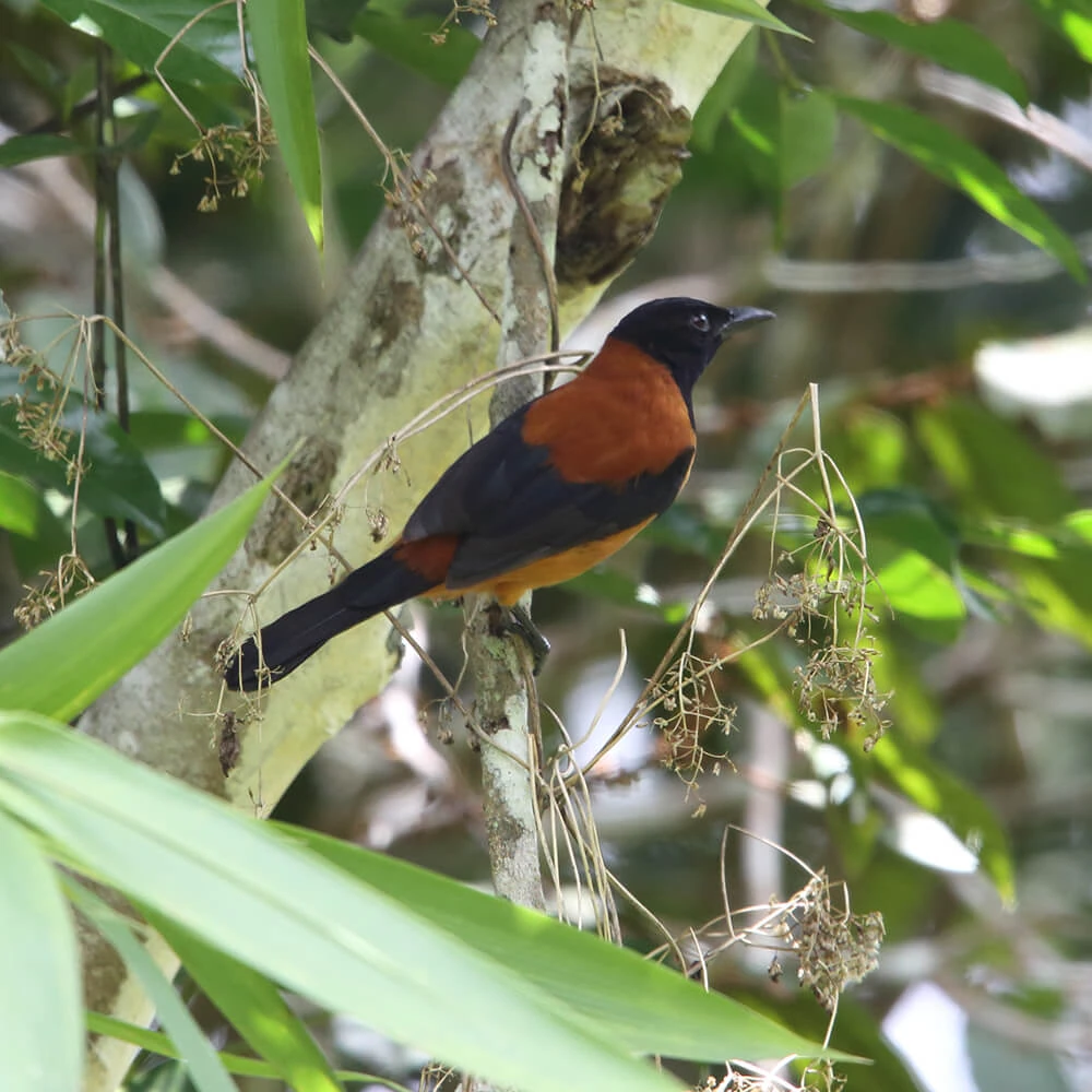 Hooded Pitohui | Cards, the Universe and Everything Wiki | Fandom