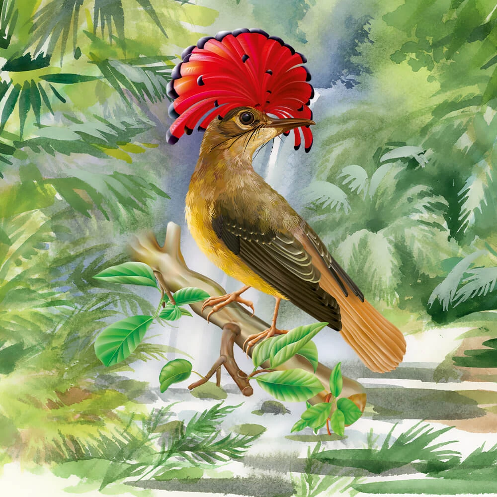 Royal Flycatcher | Cards, the Universe and Everything Wiki | Fandom