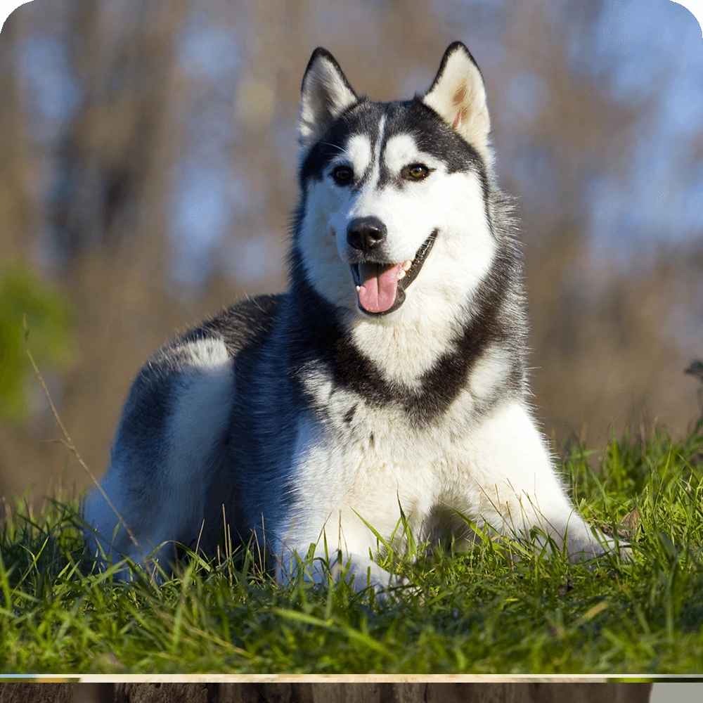 Siberian Husky | Cards, the Universe and Everything Wiki | Fandom