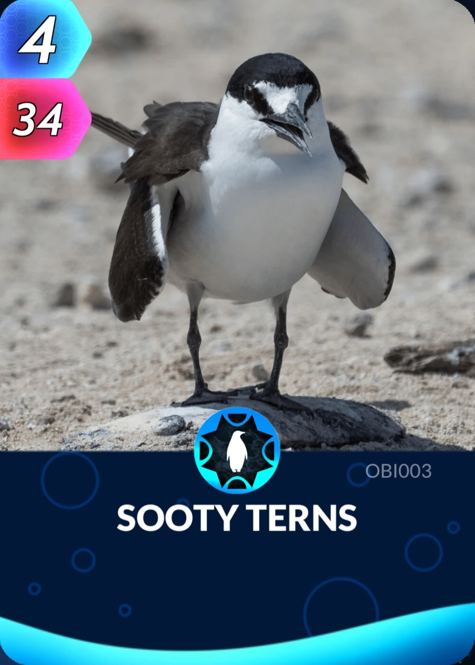 Sooty Terns | Cards, the Universe and Everything Wiki | Fandom